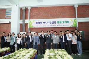 봄배추 장기저장 기술로 9월까지 신선